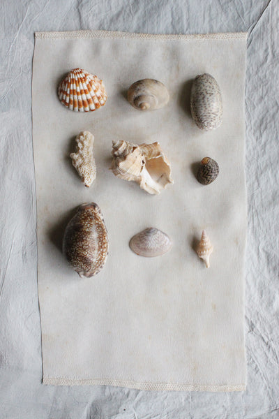 Precious old still life small sea shells - collection C – The Linen Garden